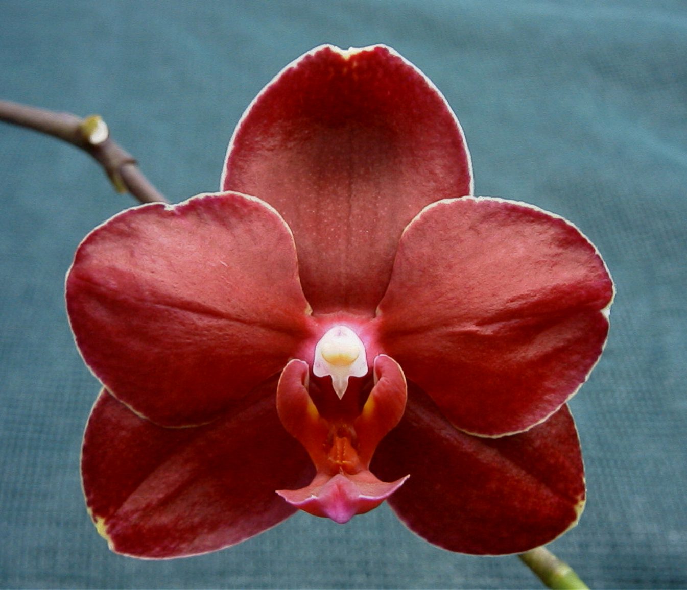 red phalaenopsis orchid